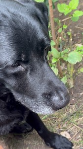 This is why we call Chase the mouse guardian Watch as he watches over his little friends the mice, he is fascinated by them #chase #labrador #dogs #mouse #fblifestyle #friends | The Mouse family that live by the brambles