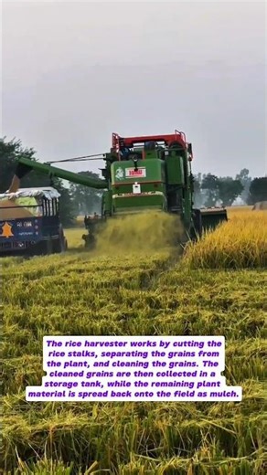 Efficient Rice Harvesting: Modern Machinery and Techniques in Action