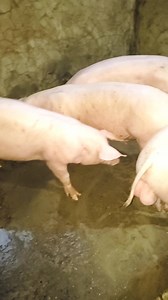 2.9K views · 44 reactions | Sites d'injection chez les animaux de...