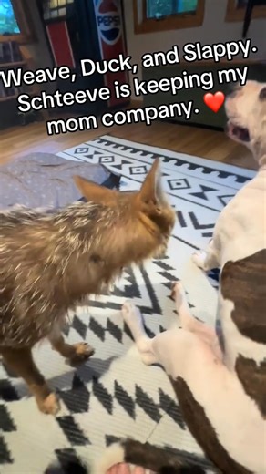 Coyote scared of tiny kitten Mc #animals #teamwork #cat #dogs #slappymcgee #pets #weavethecoyote #love #duckandweave | Ittybittyfarm1