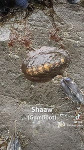 2.8K views · 392 reactions | Let’s learn Lingít words for creatures we find in tide pools! The kids in our Lingít language immersion preschool looked for shaaw, s’áx, tayataayí and more…they even found a náakw! #Tlingit #Haida #Indigenous #AlaskaNative | Tlingit & Haida | Facebook
