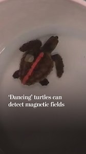 ‘Dancing’ turtles can detect magnetic fields