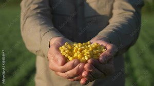 corn seed in farmer hands, agriculture. farmer holding maize harvest, green background. cereal plant grown for its grain, maixe field, corn harvest, Agriculture corn farm harvest. Golden corn growing