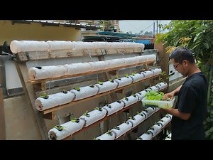 Growing hydroponic lettuce with a simple wick system use plastic bottles || hydroponic farming