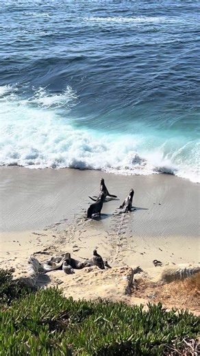 For the ones escaping winter somewhere colder and the locals craving a staycation reset.🩵 Slow mornings at the Wavehouse at Windansea, quiet walks to the cove, ocean air, peaceful days with nowhere to rush to. This home is all about calm — the kind that makes the new year feel lighter already. If you’re starting the year wanting things a little slower, a little quieter, and a lot more grounded… this is your sign 🌊✈️