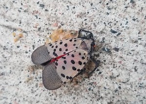 Spotted lanternfly sighting in Windsor-Essex causes worry