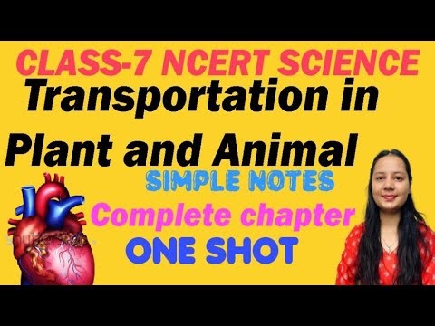 NCERT Class 7 Science|Transportation in Plants &Animals Full Chapter|#Exam Revision#Question Answers