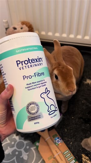 Thank you so much Animed for sending over these amazing goodies for Maple🍁 #animed #fyp #rabbit #bunny #petsoftiktok