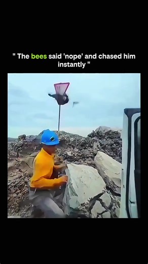 Understanding Bee Defense Mechanisms: Why They Chase