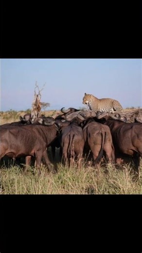 Buffalo Attack in Leopard #leopard #wild #wildlife