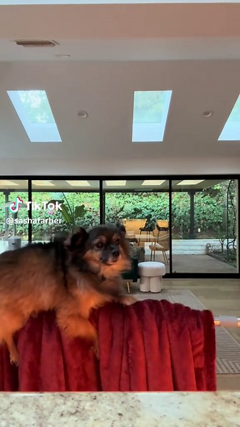 Ruby loved the @Wicked Movie way tooooo much! Walked in the hosue amd saw her flying around on the broom, #wickedmovie #flyingdog