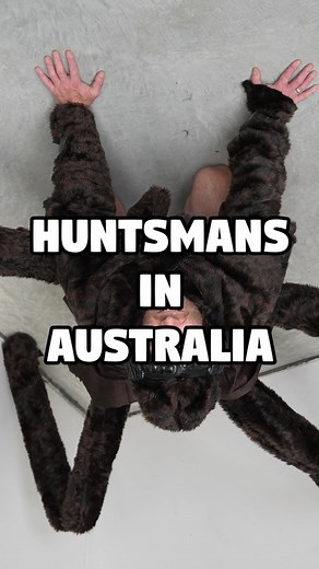 Huntsman Spider Comedy Skit