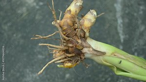 Raw Turmeric Root with plant. rhizomes fresh or boiled in water and dried, after which they are ground into yellow powder. Its used as a spice in food in many countries including India. Curcuma longa.