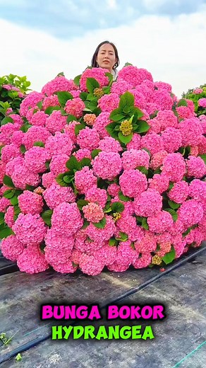 16K views · 160 reactions | Bunga Bokor atau disebut juga hydrangea berbunga lebat #bungabokor #bungahydrangea | New Bonsai | Facebook