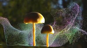 Mushroom Spores Simulation Effect | SideFX