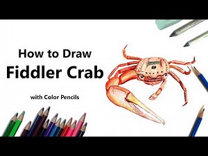 How to Draw a Fiddler Crab Step by Step