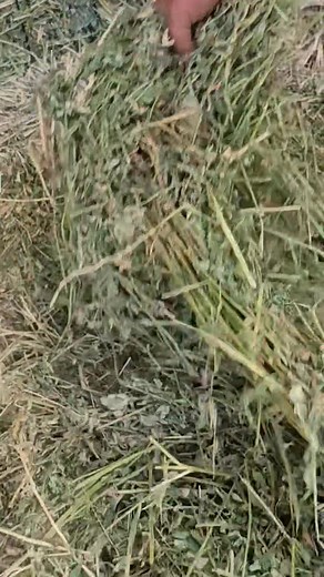 273K views · 1.7K reactions | https://drive.google.com/drive/folders/1SQgYhw6ZVn65A3G5o-tpx5evZOrp7Woe?usp=drive_link Kendi tarlasında yetişen yoncalar  Yapraklarıyla, kokusuyla, kalitesiyle farkını ortaya koyuyor  Hem verim yüksek, hem kalite mükemmel!  YouTube Video İsmi: KOYUNLARINI SADECE YONCA İLE BESLİYOR! SONUÇ MÜKEMMEL! #Hayvancılık #Yonca #Tarım #OsmanTanjuGüneri | Osman Tanju Güneri - OTG | Facebook