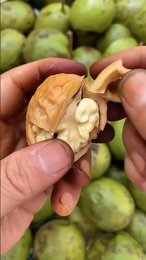 How walnuts are processed? #shorts