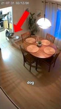 This dog set the table for dinner every single night for his owner😯