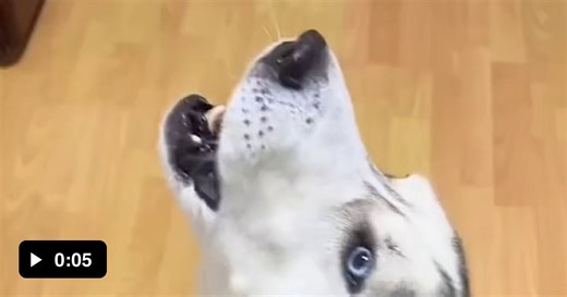 Awooo - Video