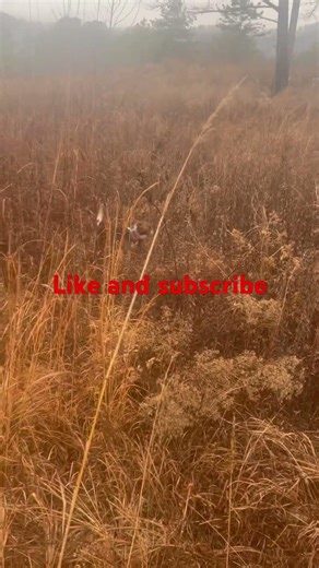 Rabbit Hunting sound up. #beagles #rabbithuntingwithbeagles nice sounding race. #weircreek