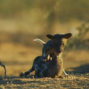 60K views · 2.3K reactions | Bothering my siblings whenever I’m bored like: African wild dogs, or painted wolves, are incredibly social creatures. They live in packs and all members are involved in the care of the pups. #EarthCapture by Russell MacLaughlin. | BBC Earth | Facebook