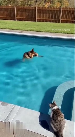 Hero German Shepherd Leaps Into Pool to Rescue Struggling Kitten | Real Cam Footage
