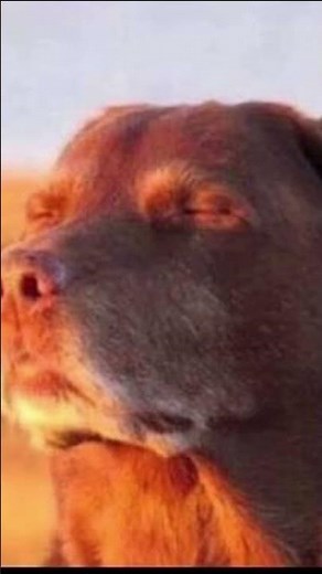 Dog closing his eyes ("Im cooked" dog) meme, Caption this yourselves in da comments