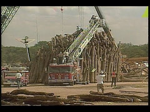 111899 AGGIE BONFIRE COLLAPSE