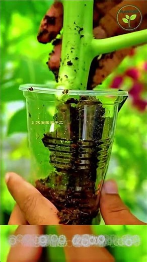 Grow Papyrus in 40 Days 🌱 | Free Plant Hack You NEED to Try!