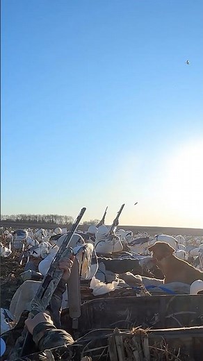 Snow Geese Hunting Missouri #hunt #hunting #duckhunting #goosehunting #waterfowl #missouri #goose