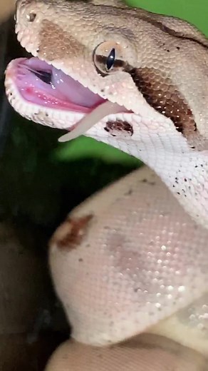 Exploring the Fascinating World of Boidae Snakes