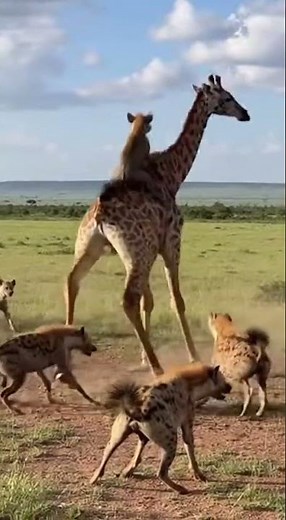 Giraffes, hyenas, and wild boars #sora #soralife #animals