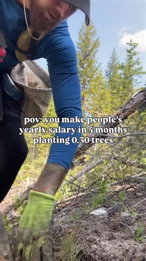 Matt | Forestry biz owner + 9th year tree planter on Instagram: "Unlike Bailey Zimmerman, money changed me. 😛 Calmed my nervous system the fuck down, made me go from scarcity mindset to abundance mindset, made me more myself and not afraid to take the mask off… just benefits of going from survival mode to thriving af mode. If you’re looking for that and love being outdoors, I have a secret for you: GO TREE PLANTING 😎🌲 Dm me “TREES” if you want more info on this awesome career 👌 #treeplanting