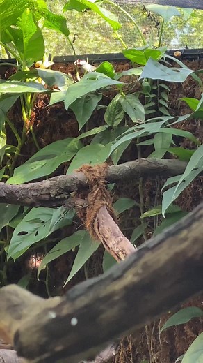 White Java Birds and Taming a Java Sparrow Bird in the Philippines