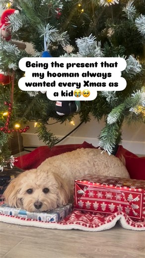 Boba on Instagram: "I am the present.🎁 . . . . #present #dogsofinstagram #cockapoo #angel #xmastree"