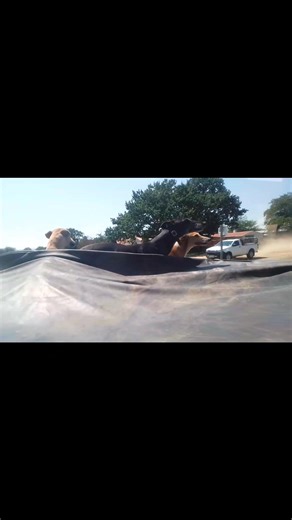 Lachazaaaa iphisi sukaaa 😂 #foryoupagereels #Amaphisi #videograms | KwaBuy"ephethe