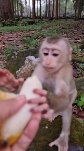 Feeding baby monkey so cutie | Monkey Care