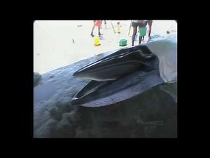 Bryde's Whale Dying from Plastic Bag Ingestion