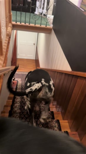 Love the way Great Danes waddle down the stairs! #foryoupage #dogsofttiktok #greatdanesoftiktok #cutedogvideos #dogvideos #greatdanes