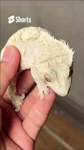 Desert Lizard – Master of Survival in the Scorching Sands! 🦎☀️