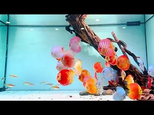 Top 6 Most Beautiful Discus Fish Tank Setup - Gorgeous Discus Aquarium