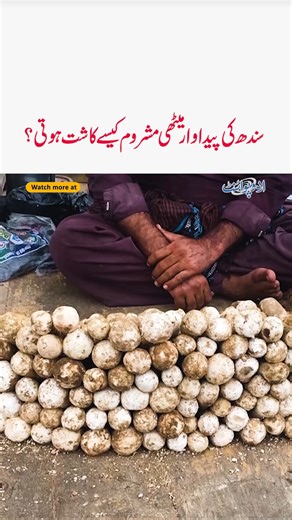 16K views · 518 reactions | How To Grow Sweet Mushrooms In Sindh | Complete Mushroom Farming Process Explained #MushroomFarming #SweetMushroom #OrganicFarming #MushroomCultivation #SindhFarming #SustainableFarming #Karachi | UrduPoint Digital | Facebook
