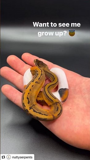 How Big Does an Adult Ball Python Get? #pinstripepied #ballpython #piebald #snake