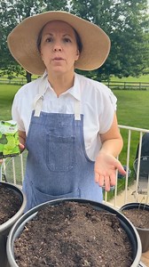 Have you ever made the mistake of not planting mint in container? Mint can spread like wildfire if not contained. #mint #containergarden | Let’s Gardening