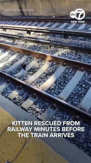 Heartwarming footage captured a kitten being rescued just five minutes before a train was set to arrive after it got stuck on a railway track in New York. Using cat food as bait, the rescuer captured the kitten by the neck with a leash pole and carefully hoisted him up to the station platform. | ABC7