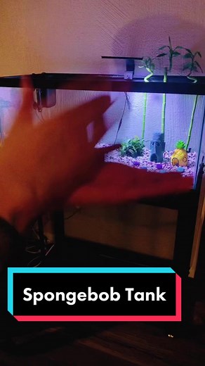 It’s one year later (or more) @Petco thanks for the tools to make my #dreamcometrue #BetterTogetherChallenge #spongebob #fish what next?