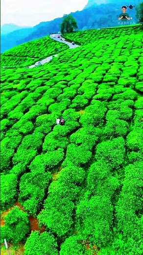 Munnar Beauty from the Sky | Stunning Drone Photoshoot