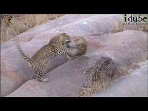Angry Female Leopard Smacks Uninterested Male