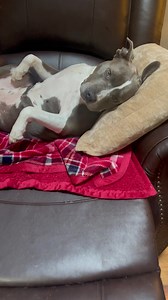 88K views · 10K reactions | ADOPTED!! Pearl, when you are the one of the laziest Pitt-bulls in America and you make your own adoption video. This is Dawn Hullings and Dan Hullings and we made Pearly-Girl officially part of the family. ❣ She arrived 2 years ago and now we cannot let her go. Happy Gotcha Day Pearl Hullings ❤ #fosterfail #oneloveanimalrescuenj #pittbull #pearl #fosteringsaveslives #lazydog #pittbullismyfavoritebreed | One Love Animal Rescue Group Inc. | Facebook